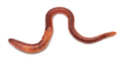 Nicklow's Wholesale Tackle > Live Bait > Nicklow's Wholesale Tackle is ...